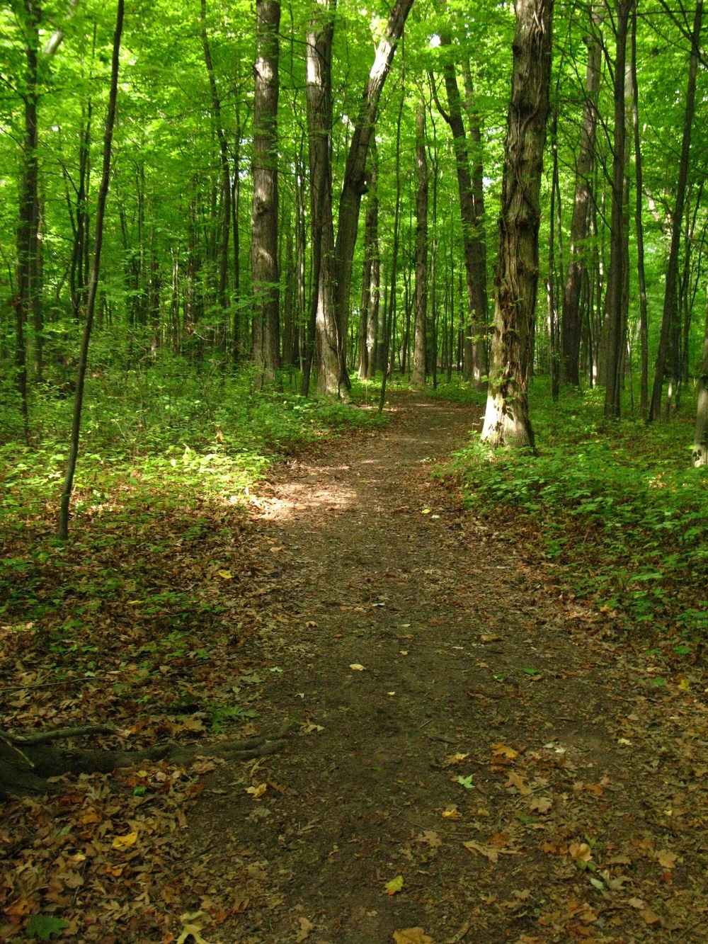 DeVeaux Woods State Park — Old-Growth Forest Network