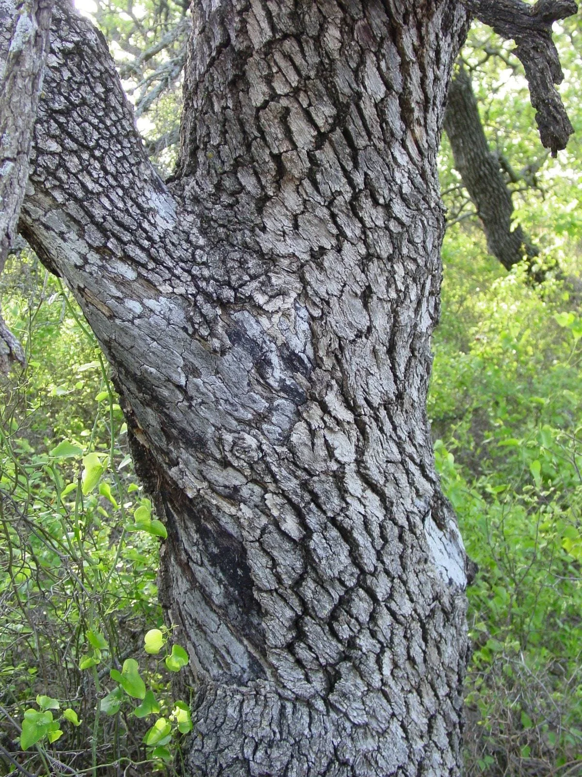 Cross Timbers Trail - Fort Worth Nature Center & Refuge — Old-Growth ...