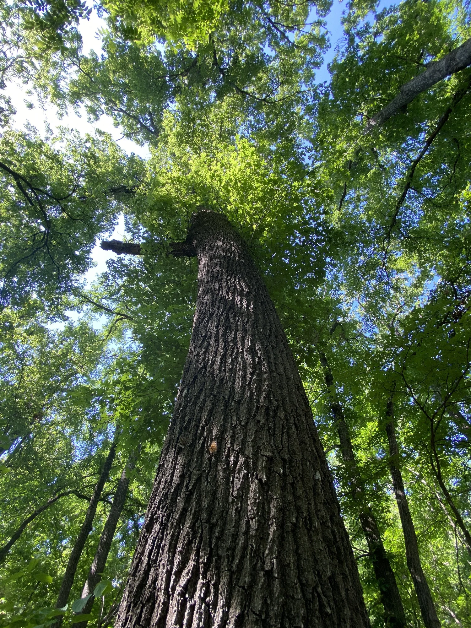 Cross Timbers Trail - Fort Worth Nature Center & Refuge — Old-Growth ...