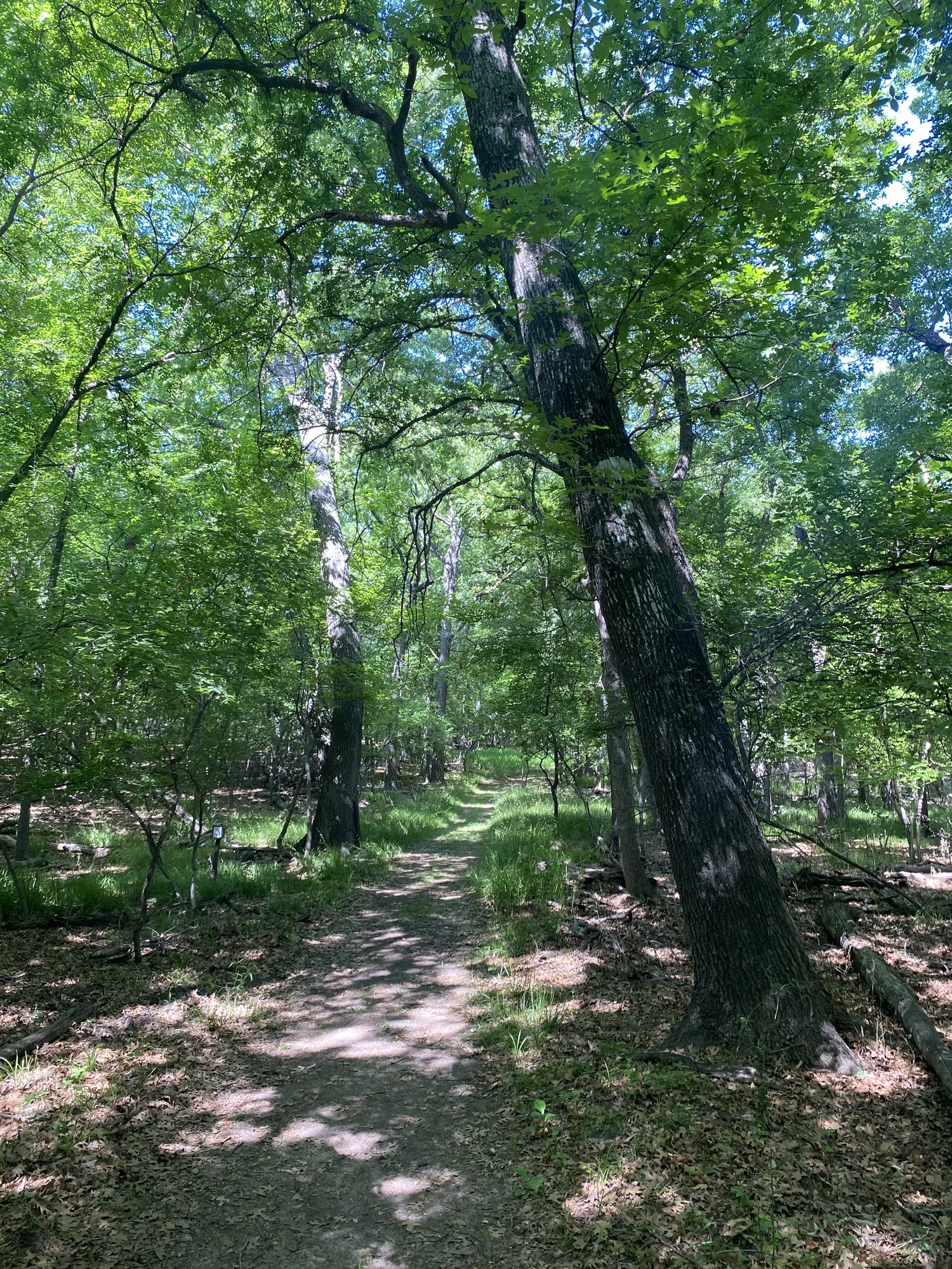 Cross Timbers Trail - Fort Worth Nature Center & Refuge — Old-Growth ...