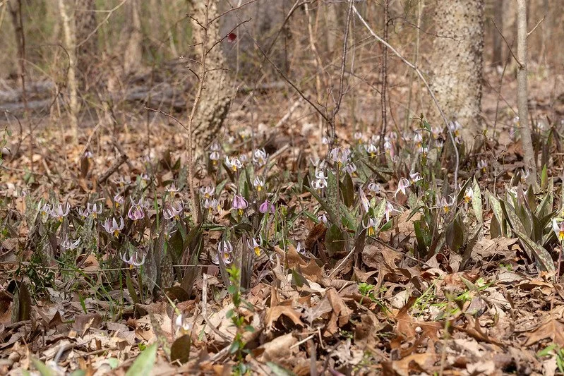 Spring Creek Forest Preserve — Old-Growth Forest Network