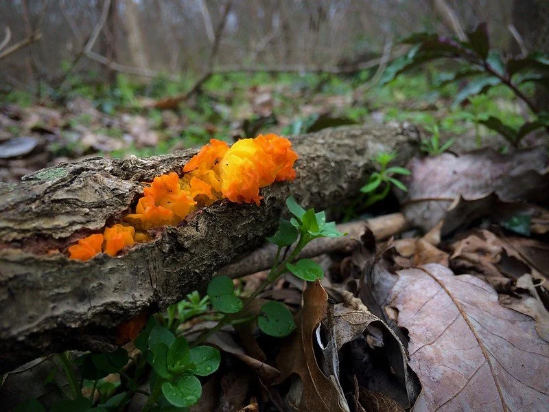 Spring Creek Forest Preserve: Dallas County, TX — Old-Growth Forest Network