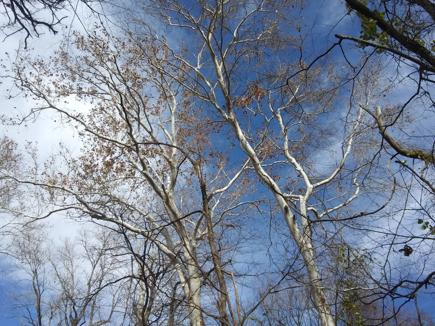 Spring Creek Forest Preserve: Dallas County, TX — Old-Growth Forest Network