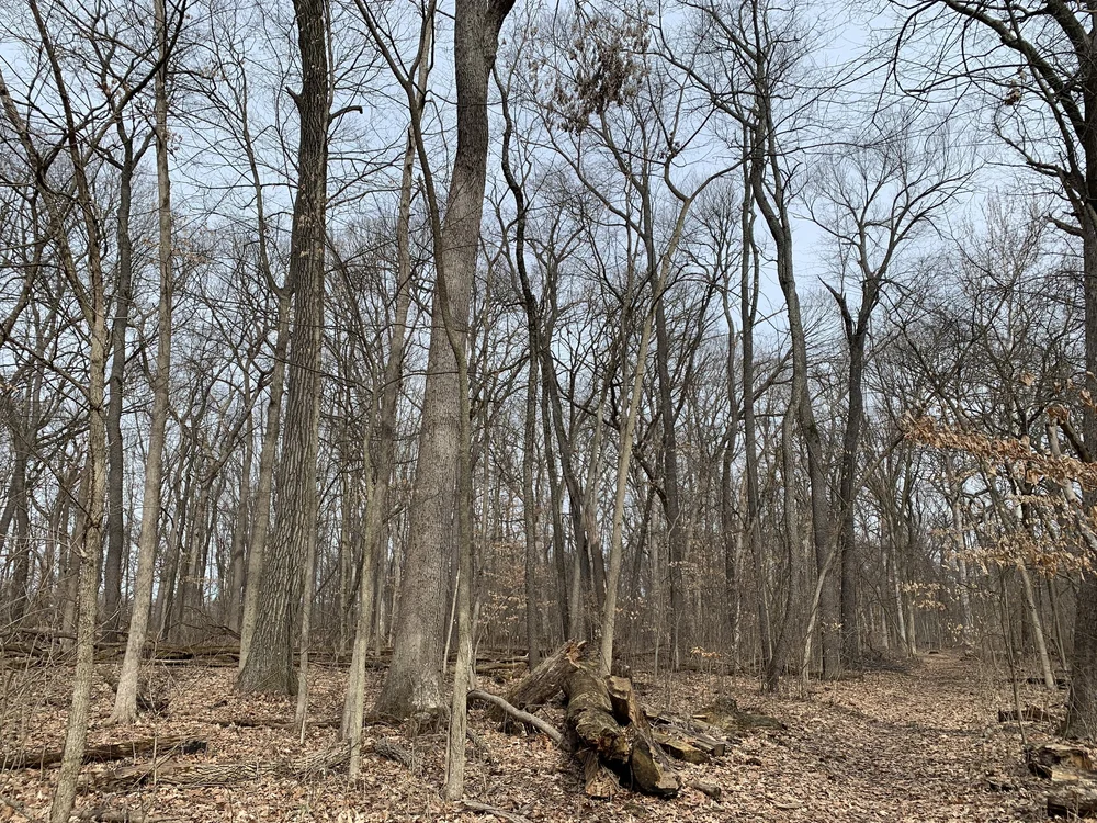 Norris Woods Nature Preserve — Old-Growth Forest Network