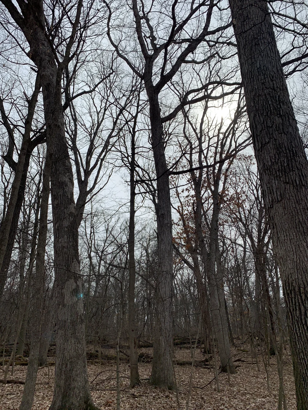 Norris Woods Nature Preserve — Old-Growth Forest Network