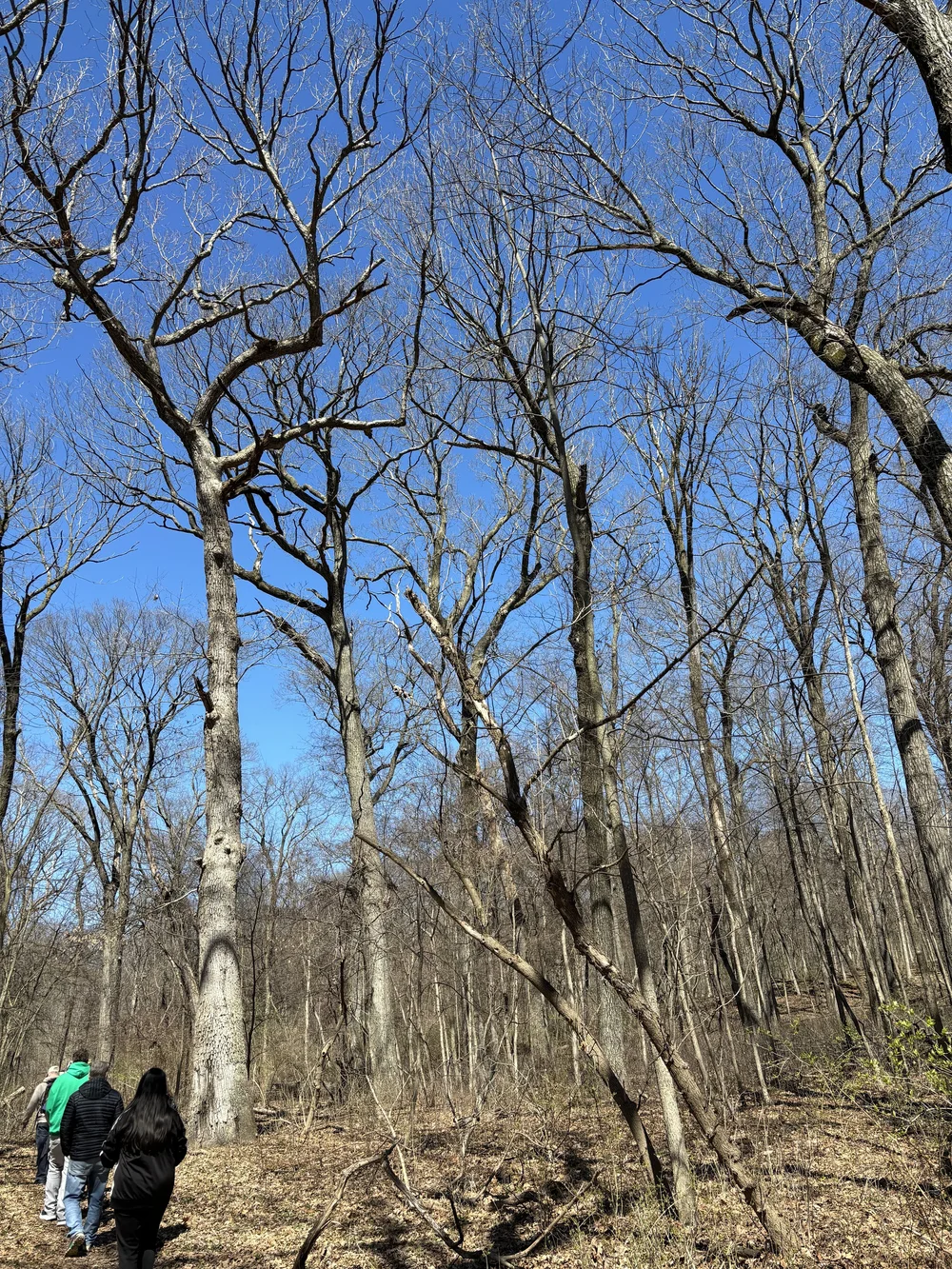Norris Woods Nature Preserve — Old-Growth Forest Network