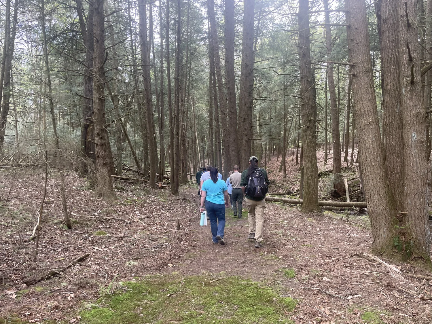 McKeever Center- Clear Creek State Forest — Old-Growth Forest Network