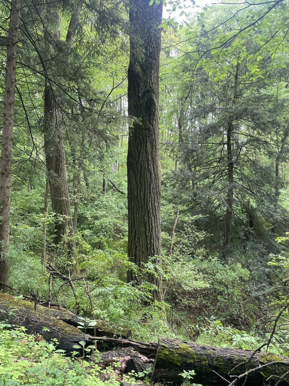 Bushy Run Battlefield — Old-Growth Forest Network
