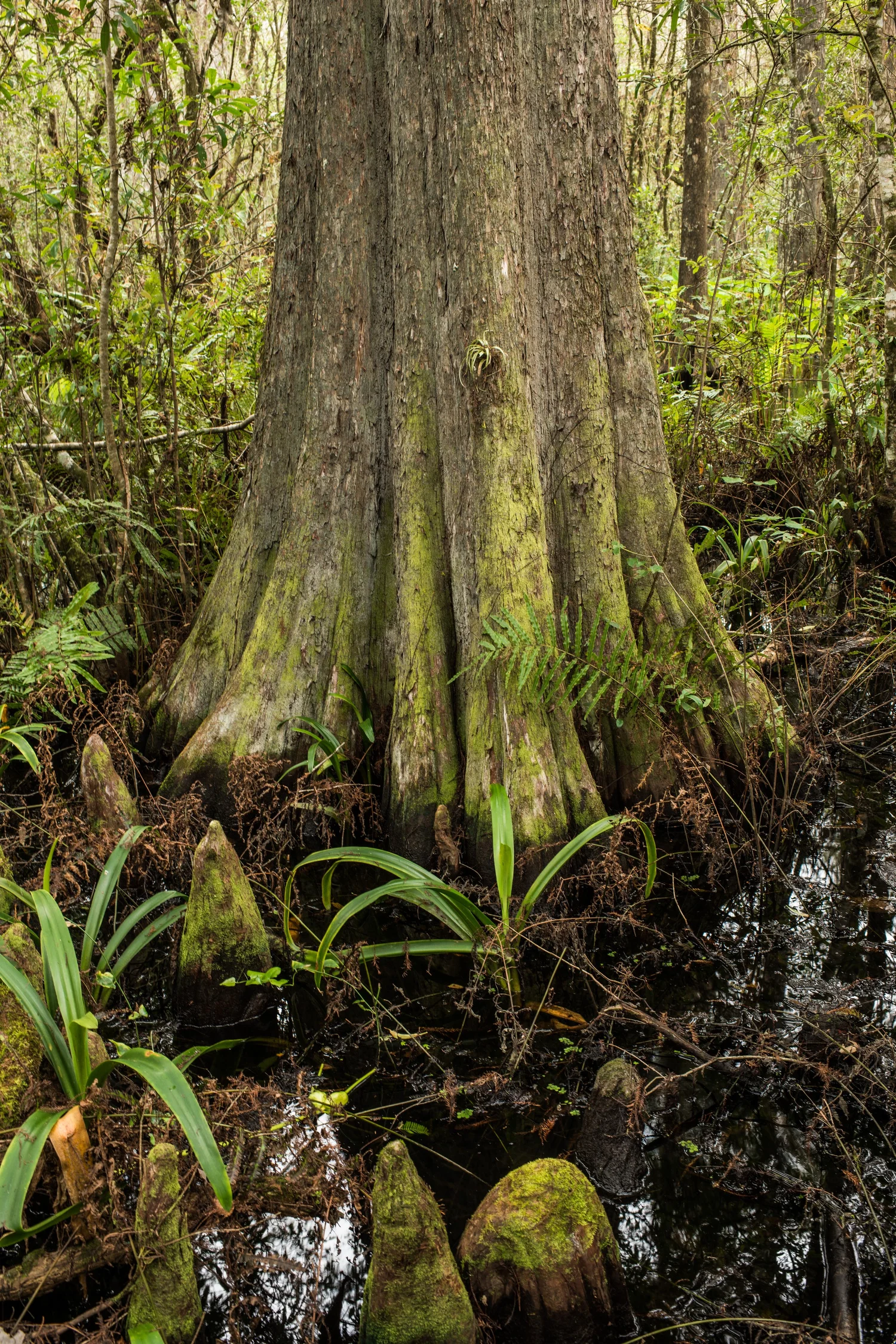 Corkscrew Swamp Sanctuary — Old-Growth Forest Network