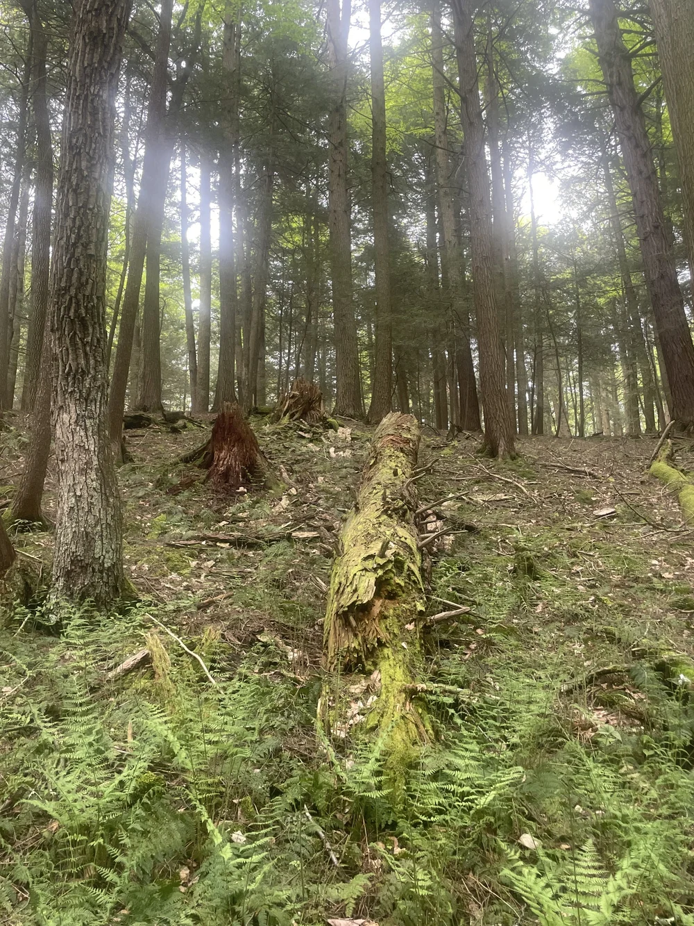 Forrest H. Dutlinger Natural Area — Old-Growth Forest Network