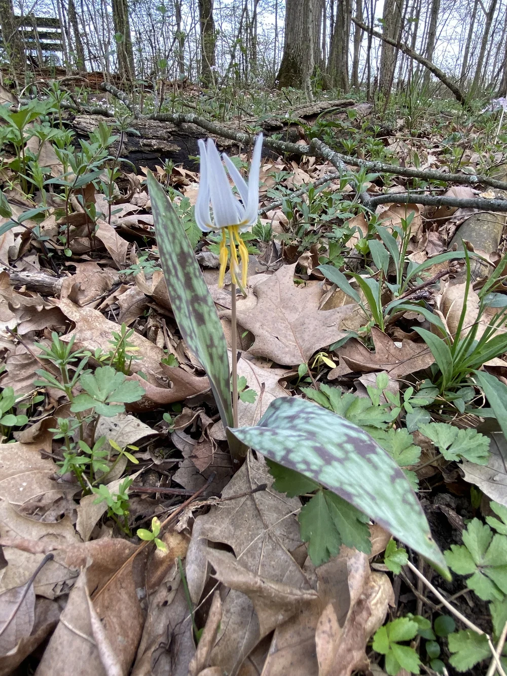 Baltzell-Lenhart Nature Preserve — Old-Growth Forest Network