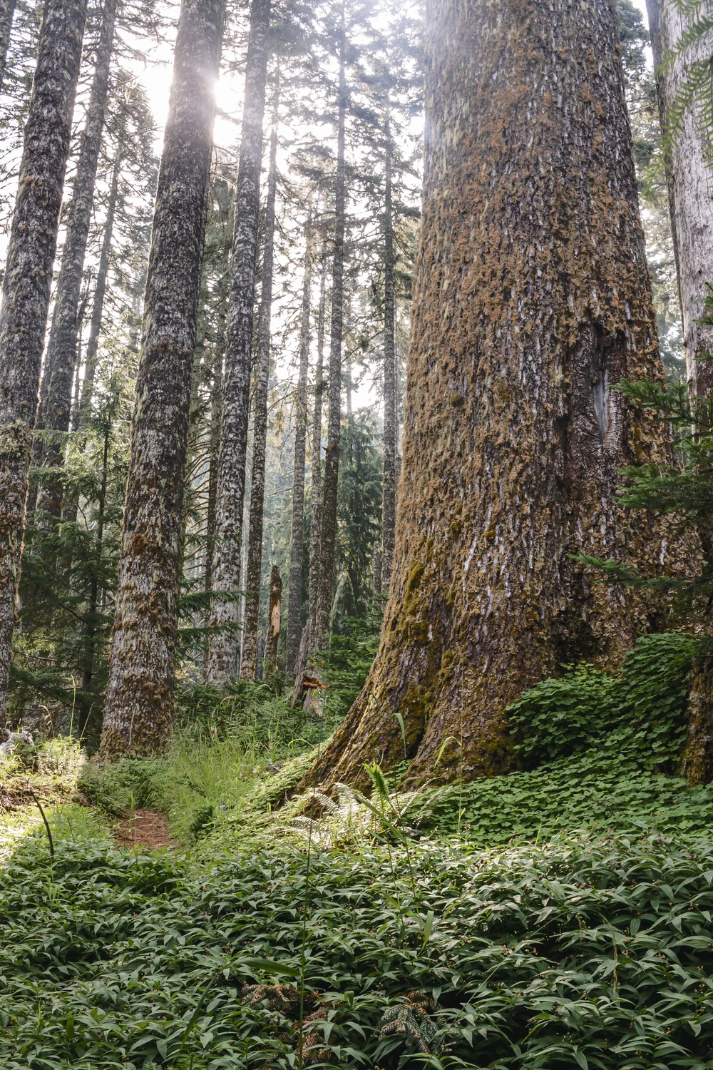 Marys Peak Scenic Botanic Area - Siuslaw National Forest — Old-Growth ...