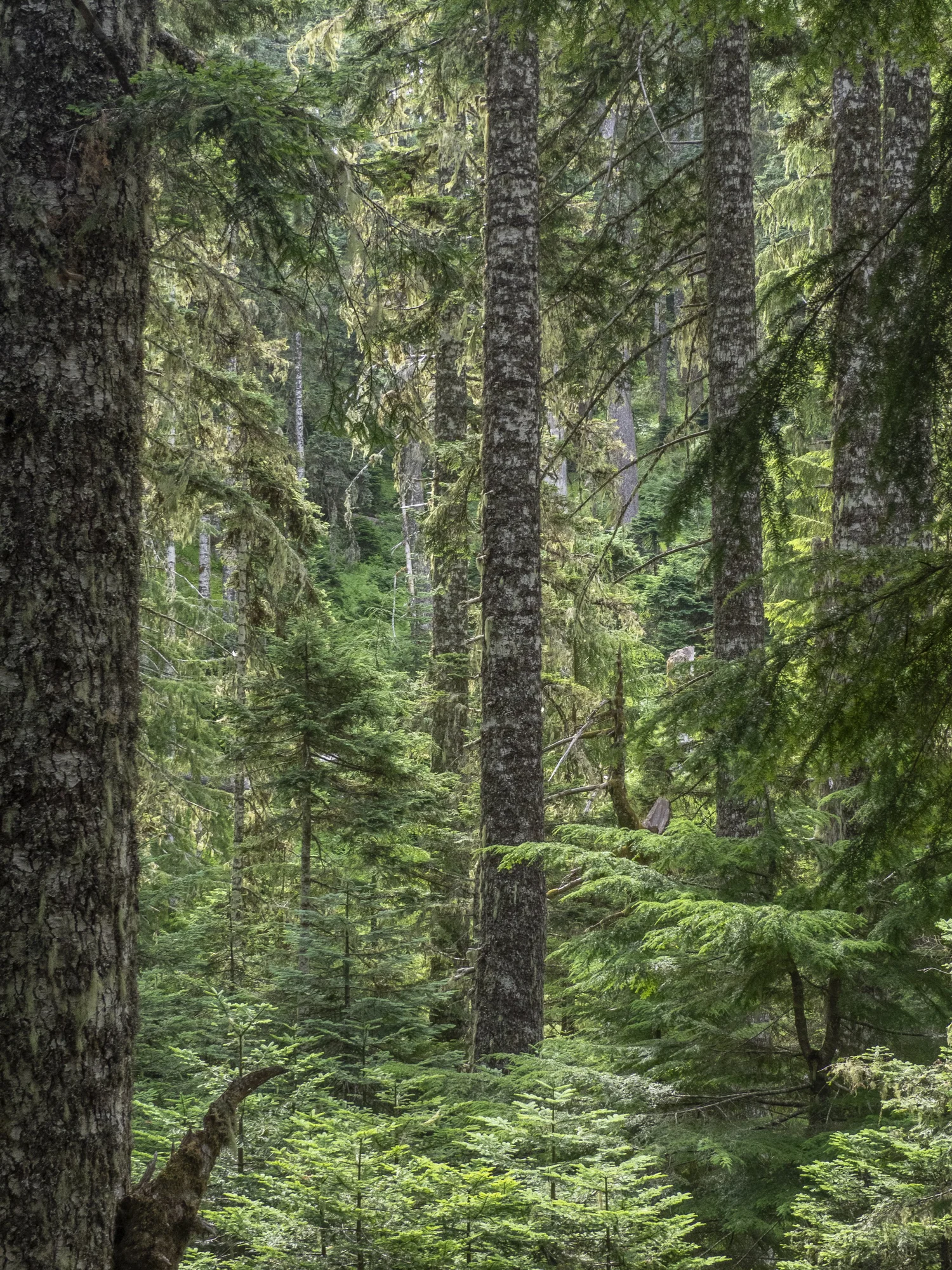 Marys Peak Scenic Botanic Area - Siuslaw National Forest — Old-Growth ...