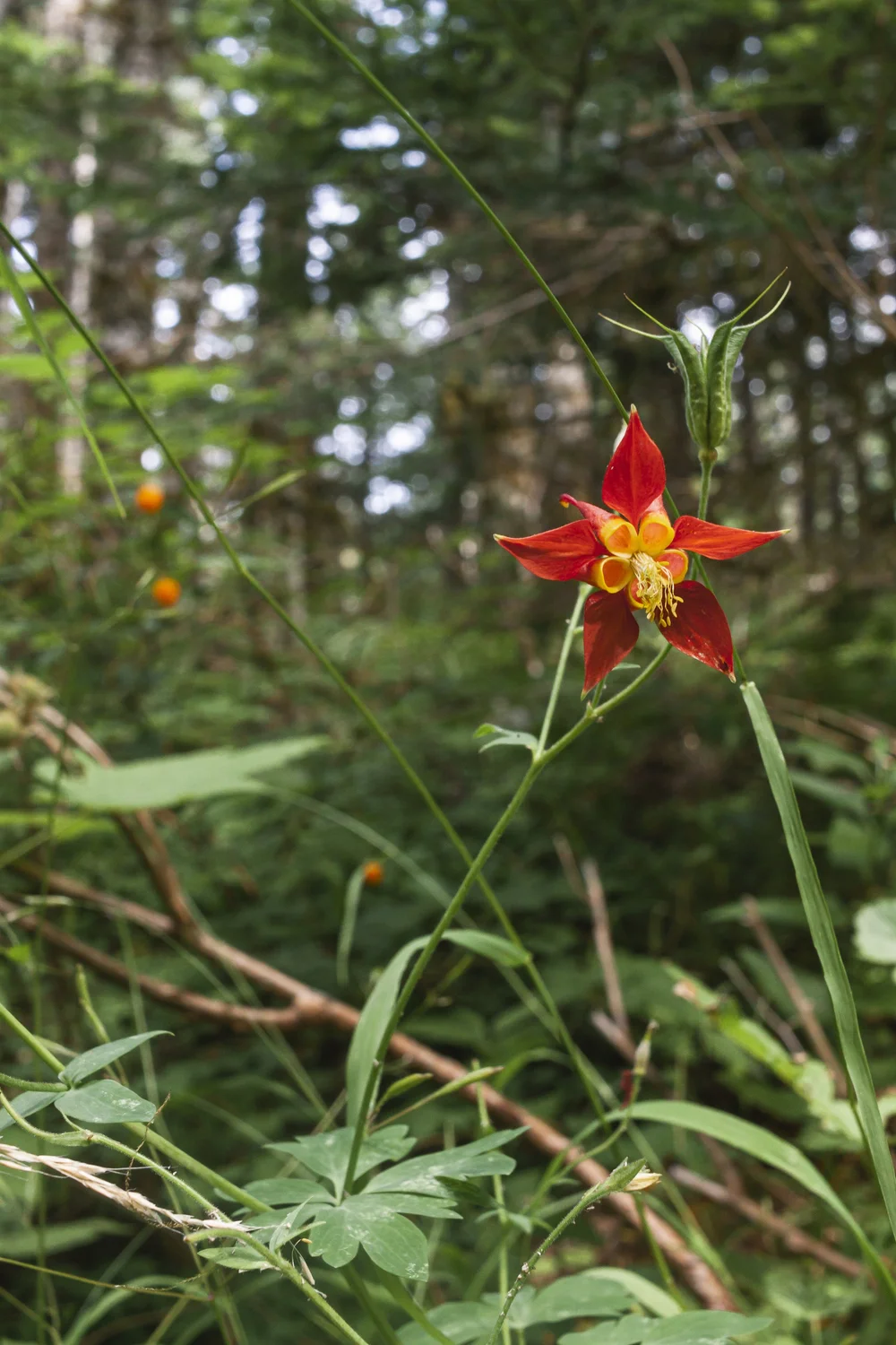 Marys Peak Scenic Botanic Area - Siuslaw National Forest — Old-Growth ...