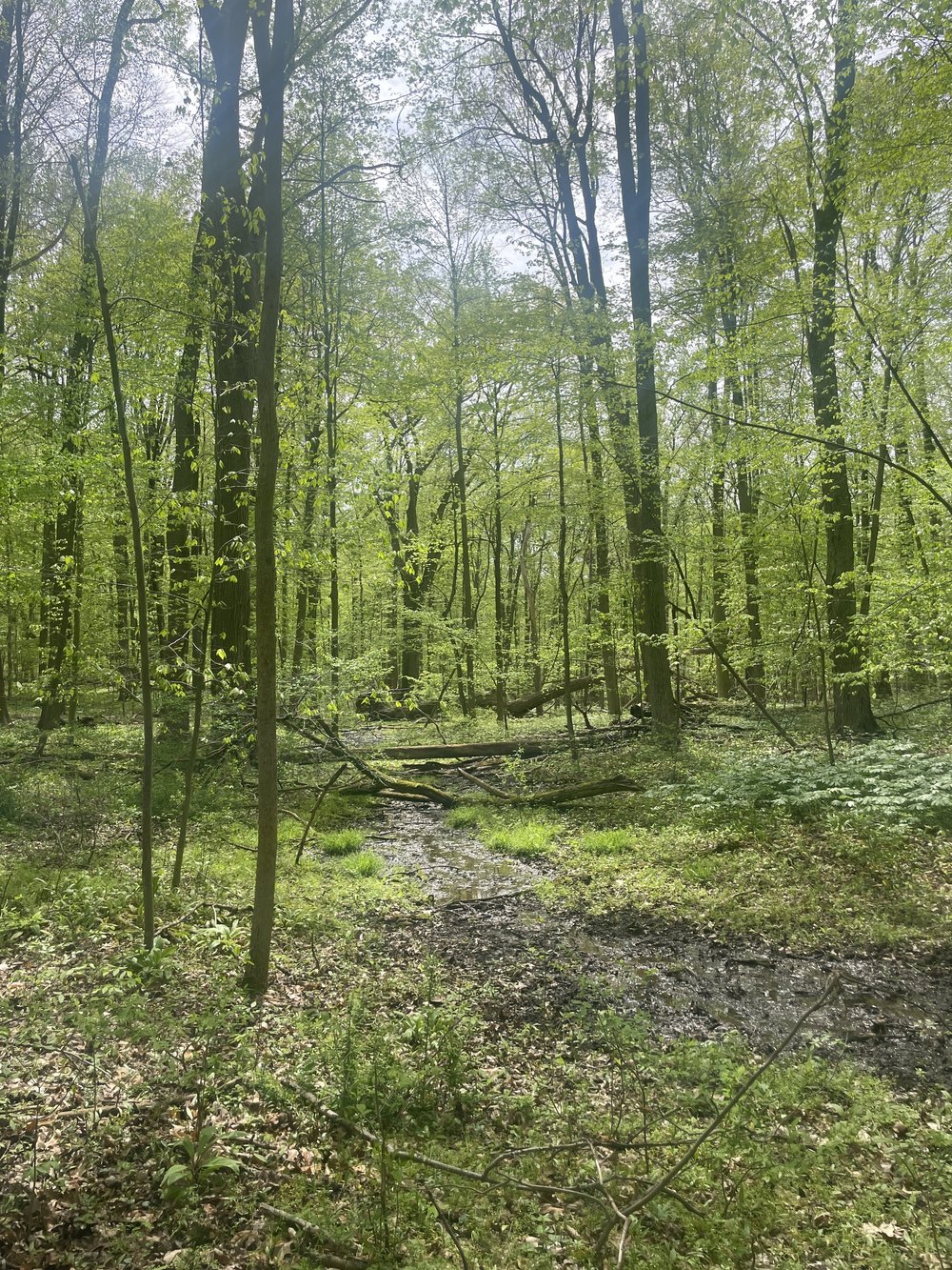 Solon Woods State Nature Preserve — Old-Growth Forest Network