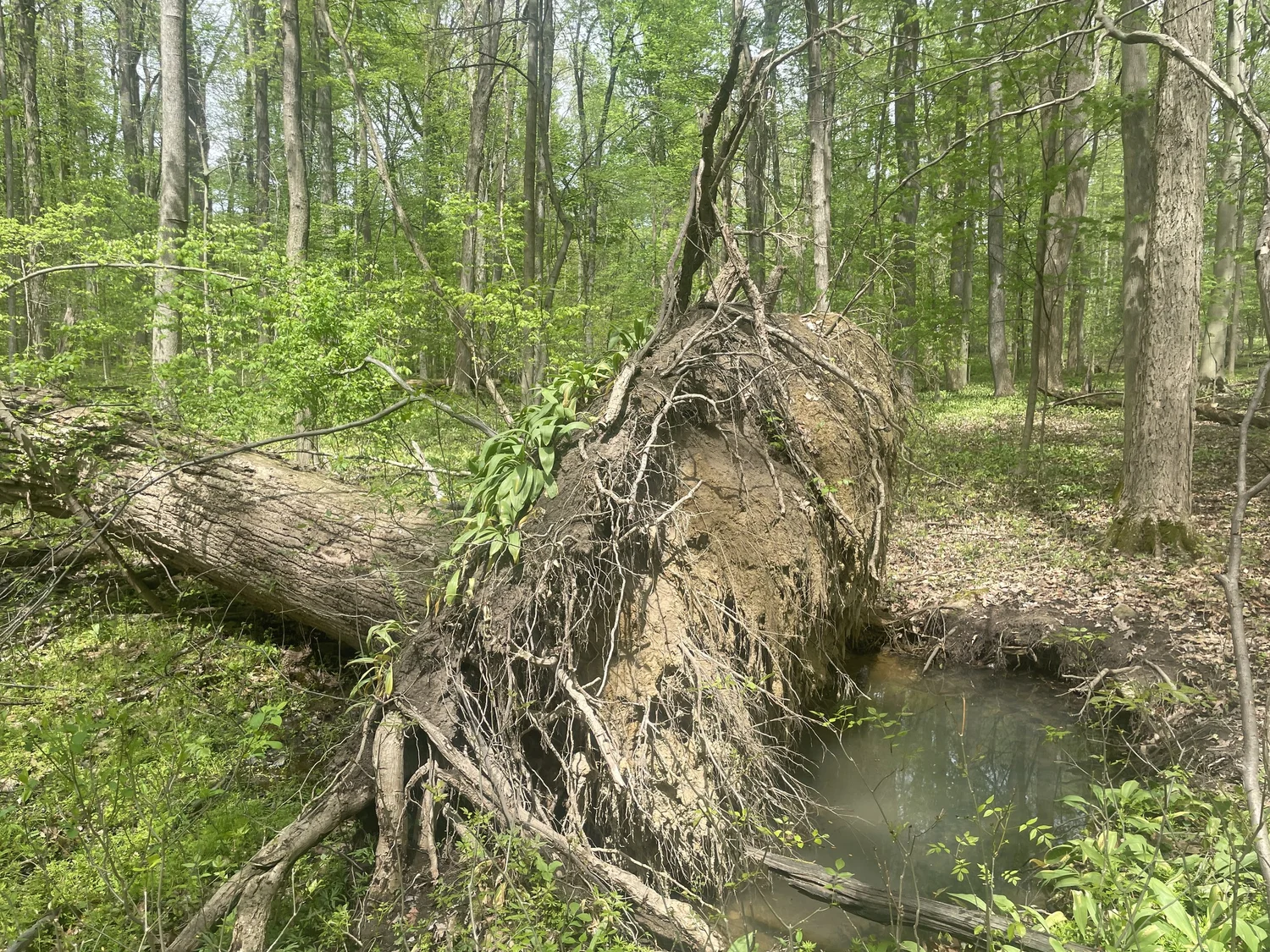 Solon Woods State Nature Preserve — Old-Growth Forest Network
