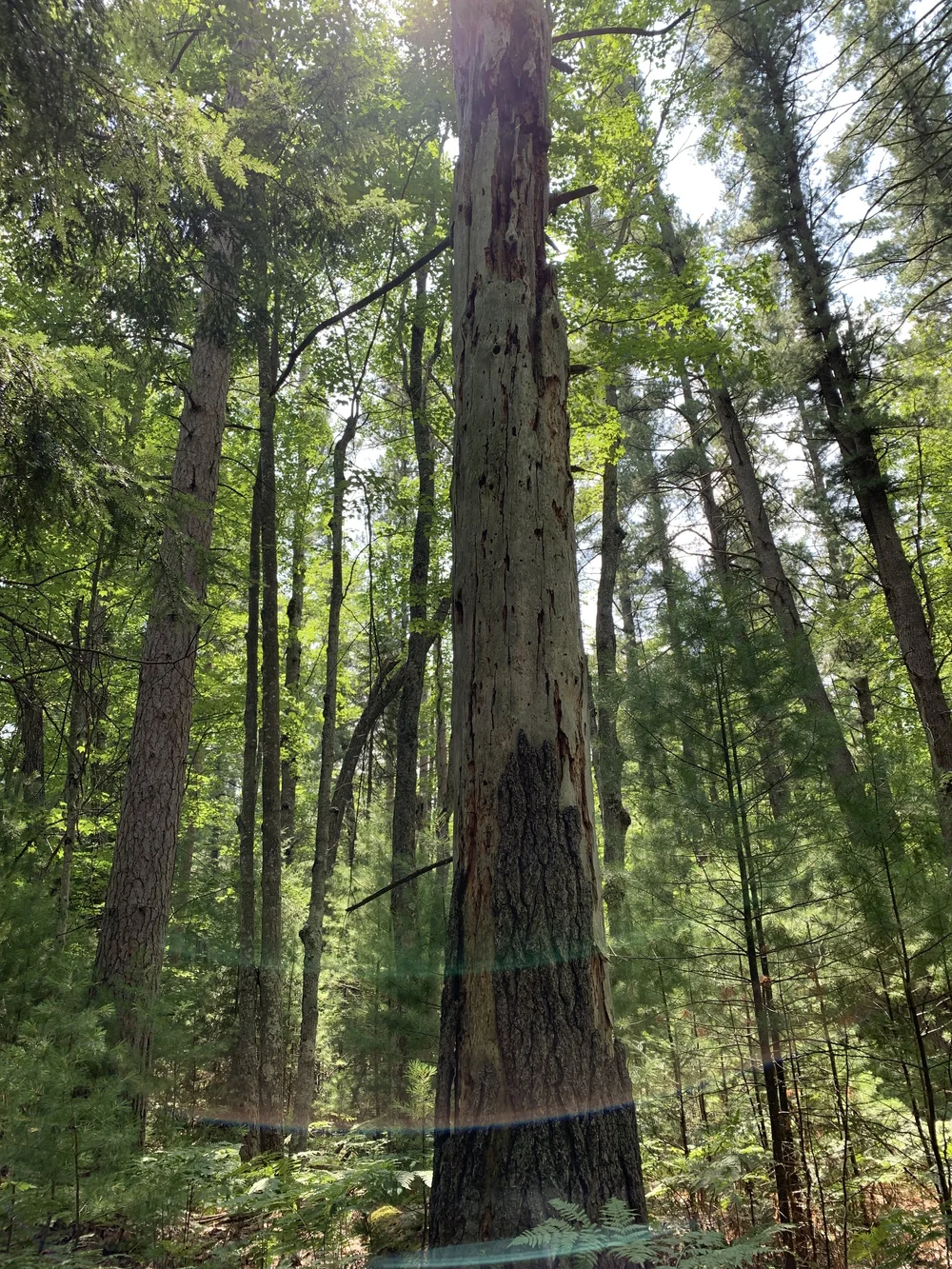 Valley of the Giants - Pere Marquette State Forest — Old-Growth Forest ...