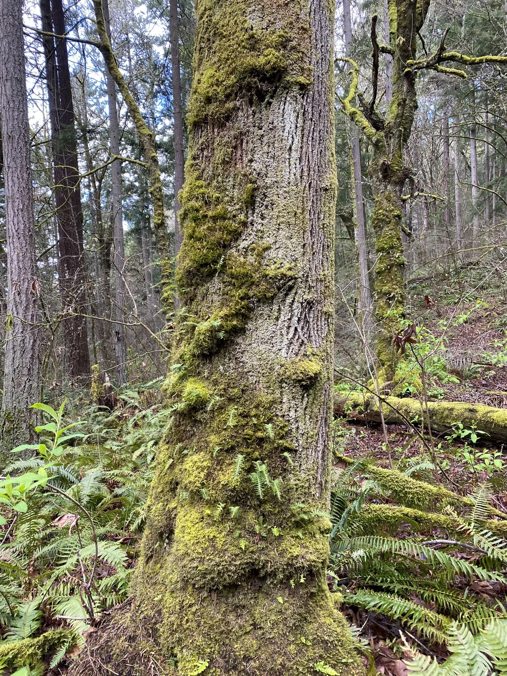 The Magnificent Forest — Old-Growth Forest Network