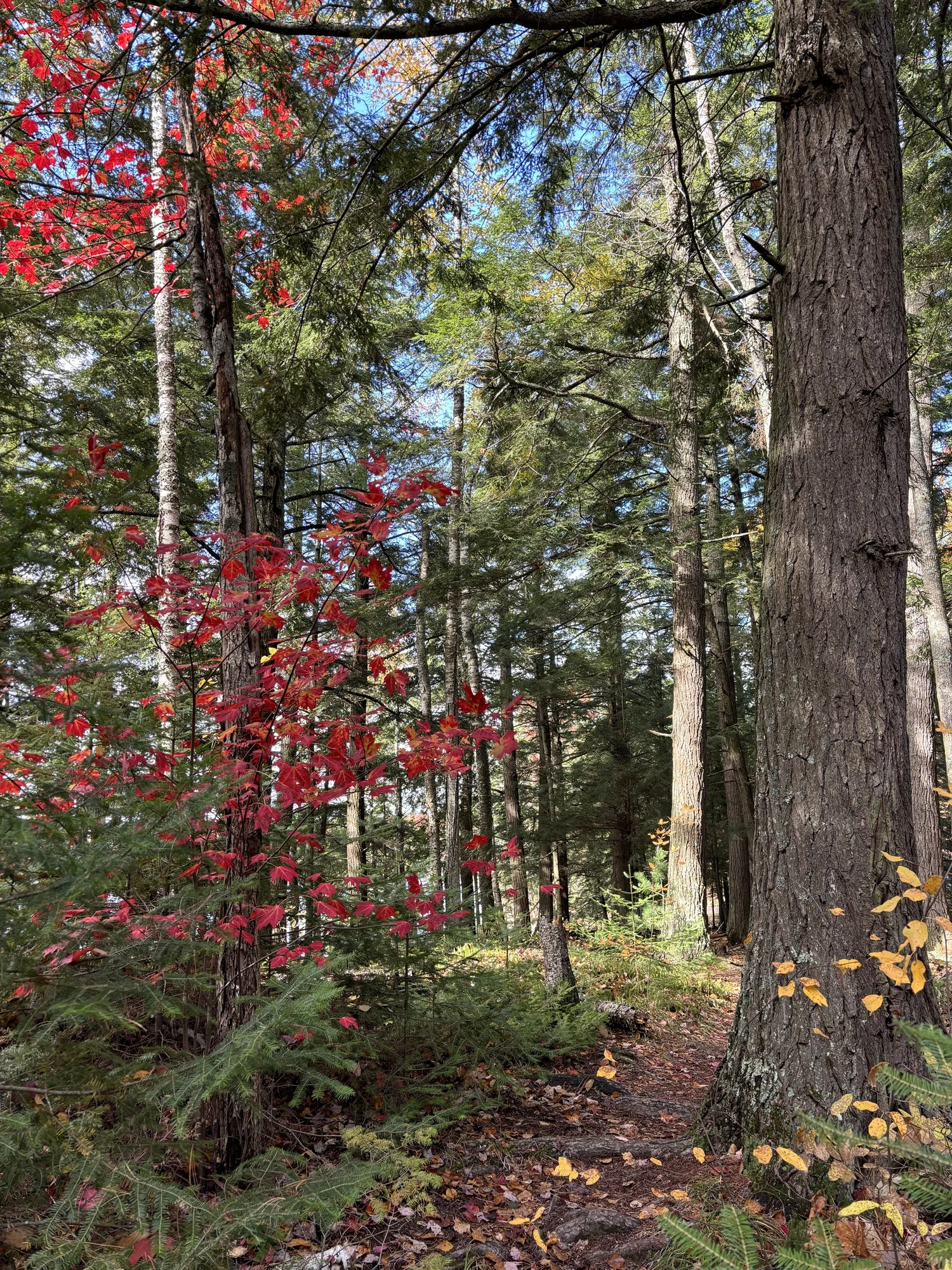 Sylvania Wilderness - Ottawa National Forest — Old-Growth Forest Network