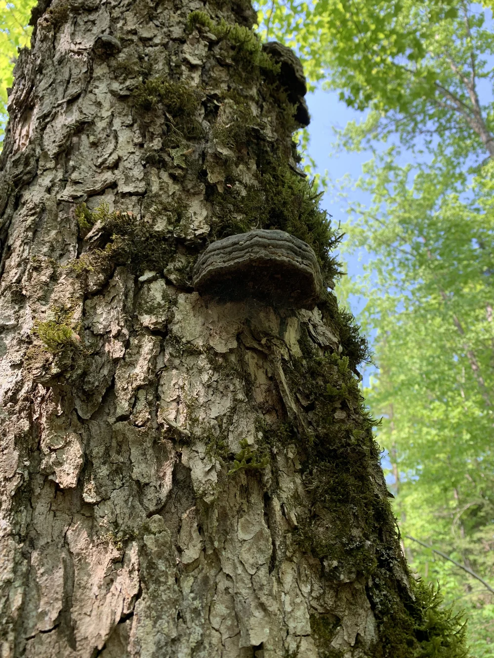 McCormick Wilderness - Ottawa National Forest — Old-Growth Forest Network