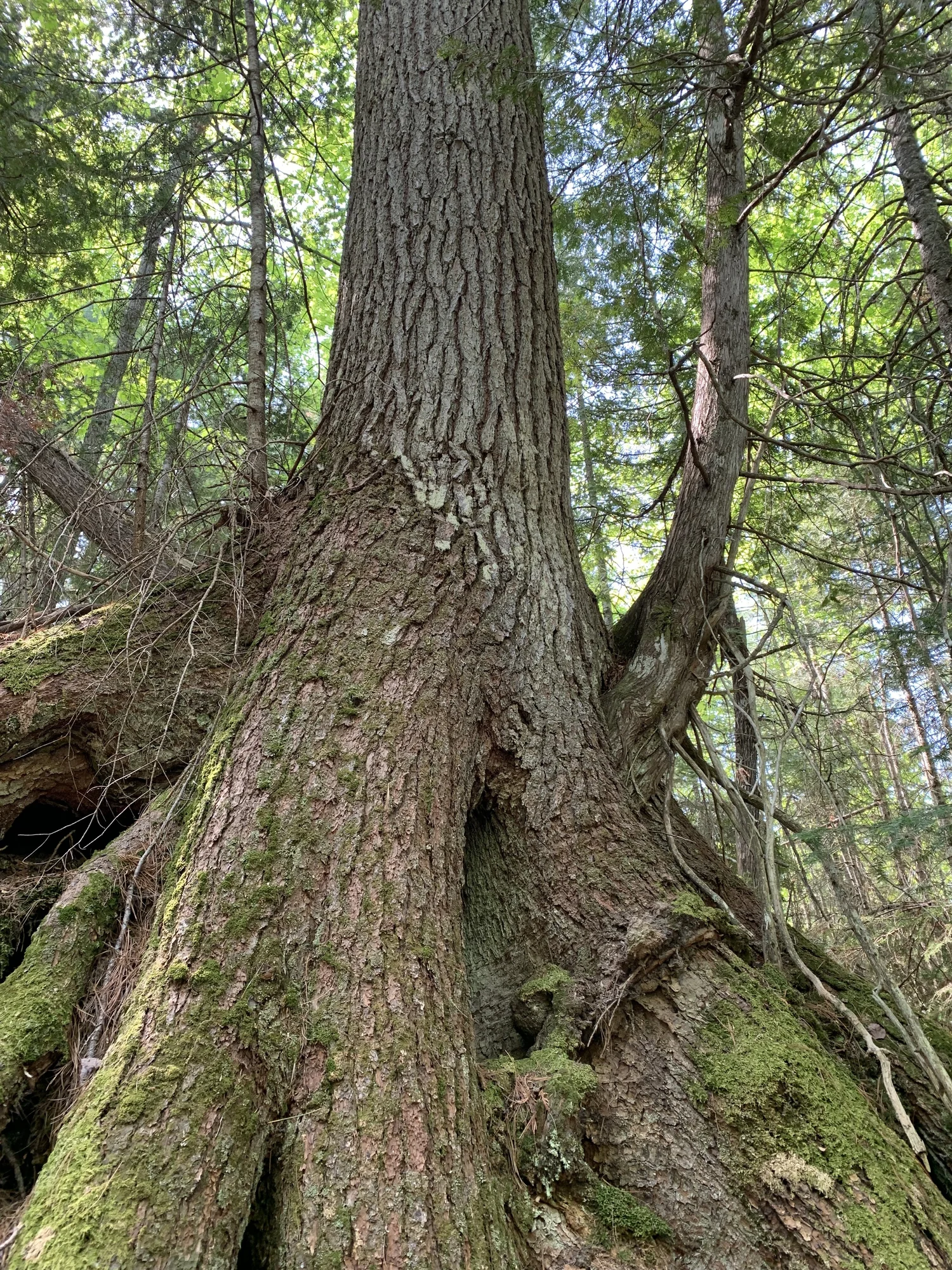 McCormick Wilderness - Ottawa National Forest — Old-Growth Forest Network
