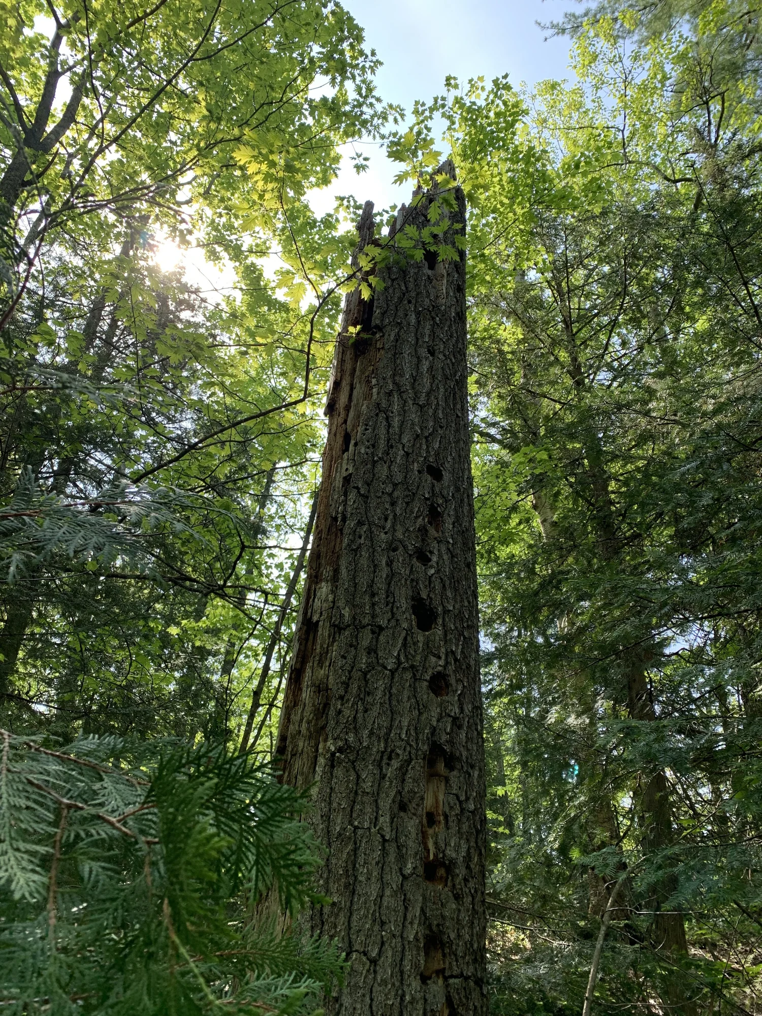 McCormick Wilderness - Ottawa National Forest — Old-Growth Forest Network