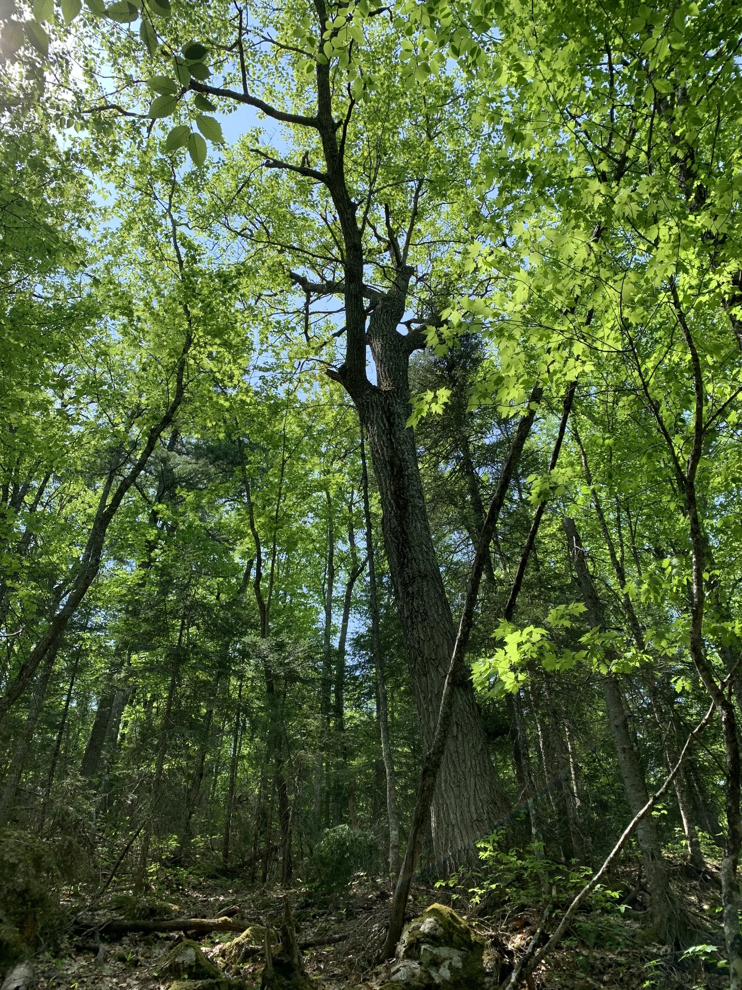 McCormick Wilderness - Ottawa National Forest — Old-Growth Forest Network