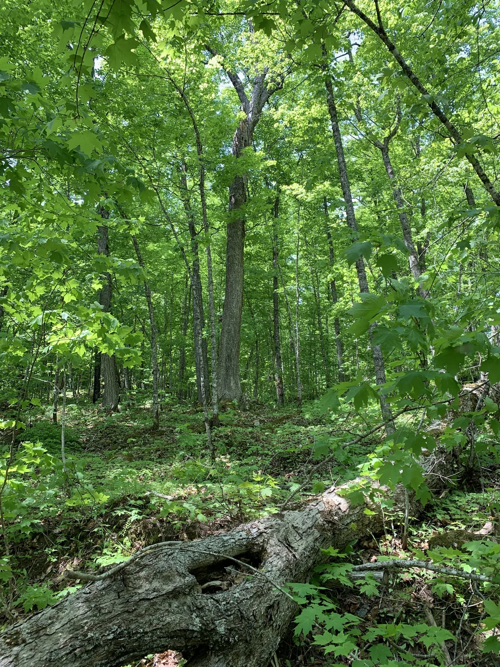 McCormick Wilderness - Ottawa National Forest — Old-Growth Forest Network