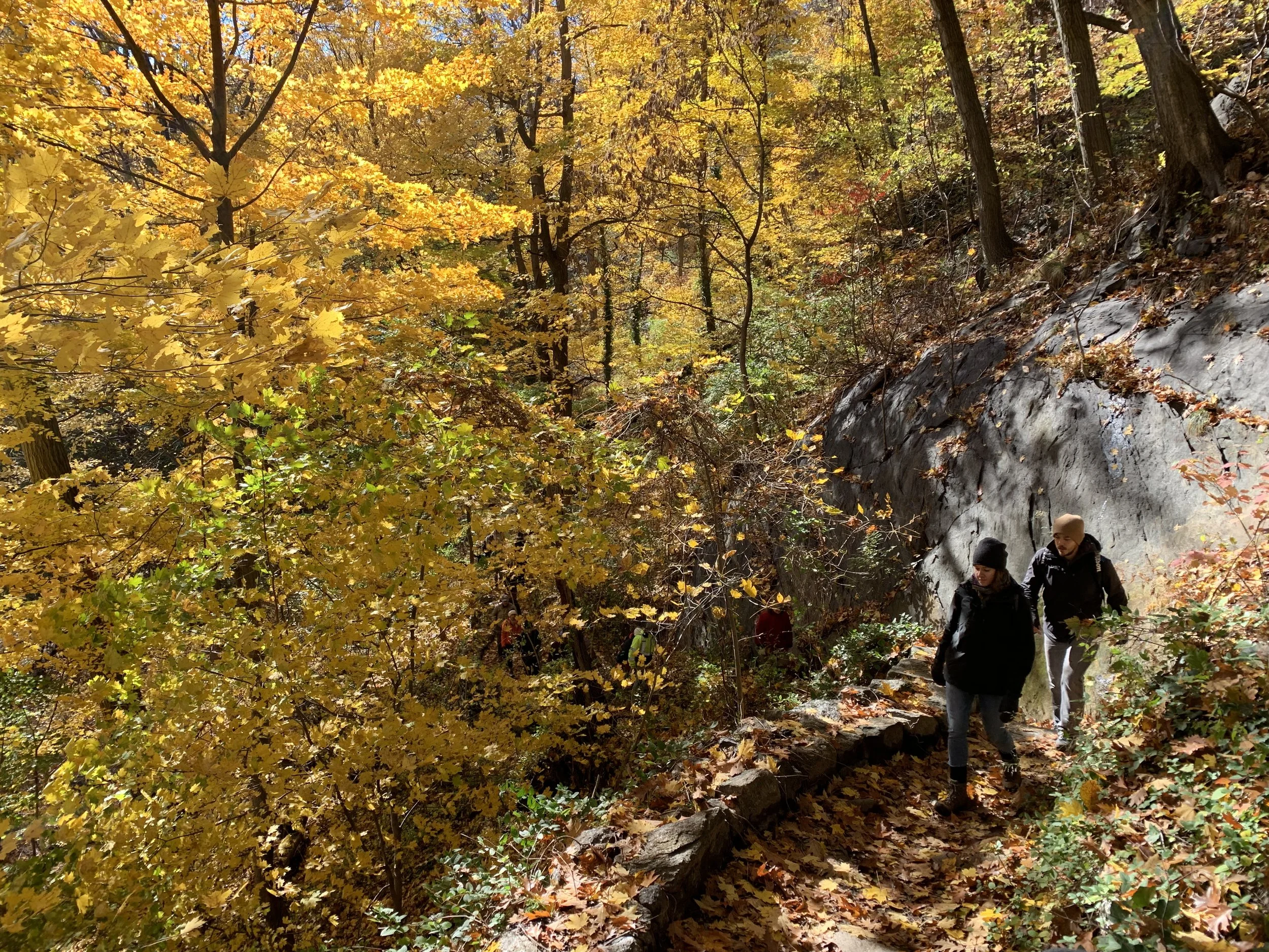 Shorakapok Preserve - Inwood Hill Park — Old-Growth Forest Network