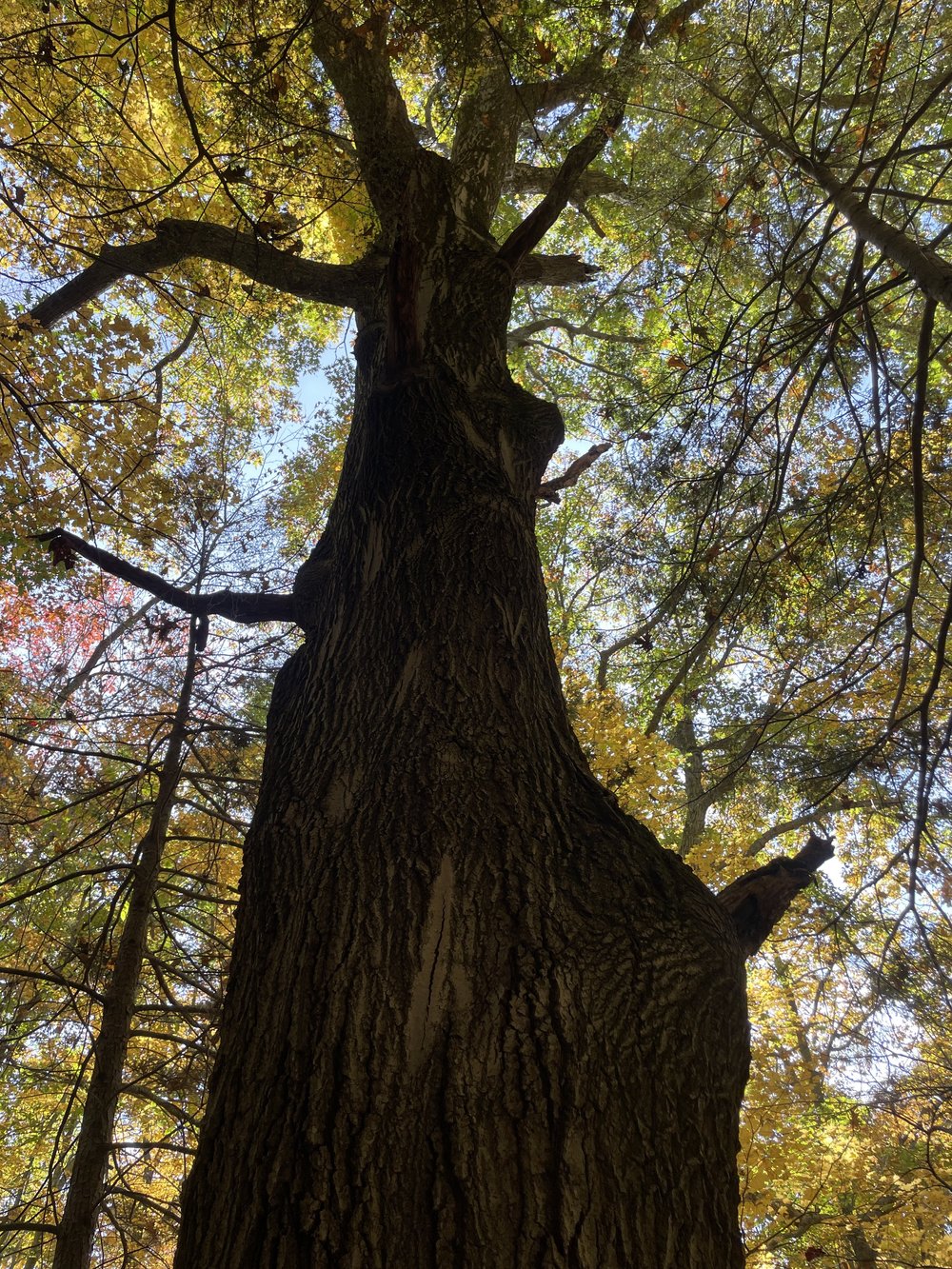 Erie Bluffs State Park — Old-Growth Forest Network