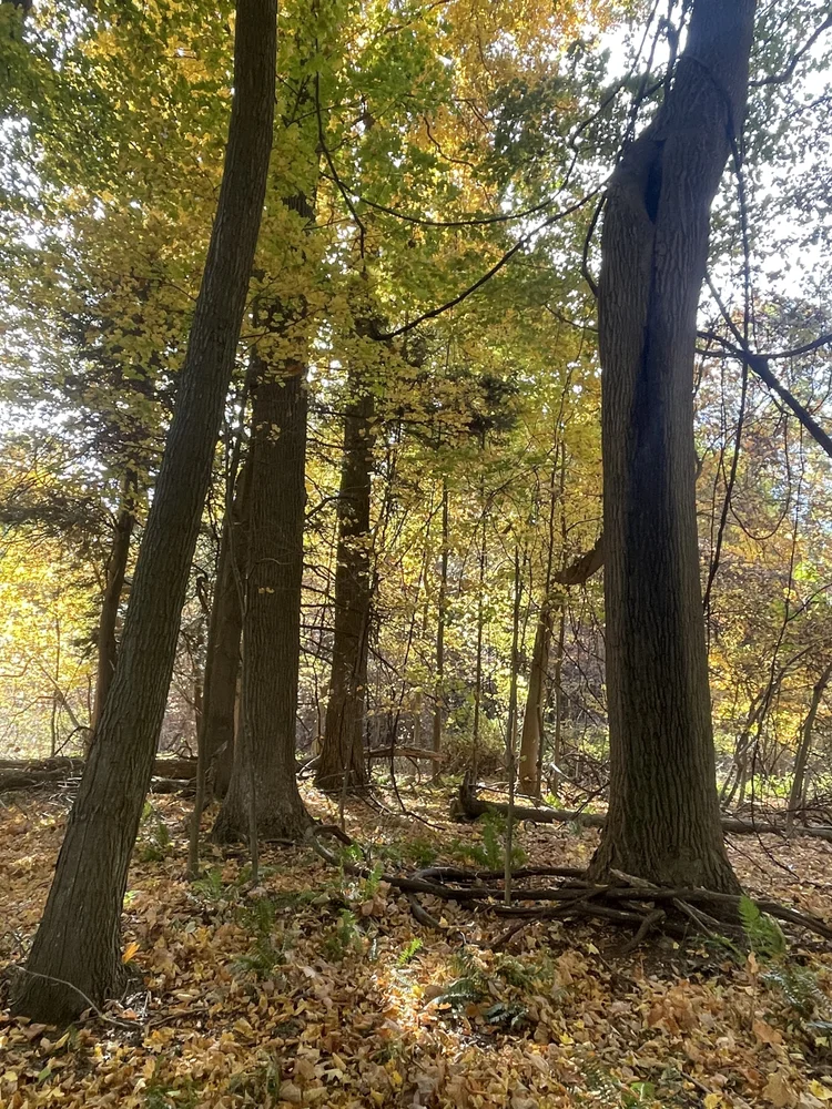 Erie Bluffs State Park — Old-Growth Forest Network