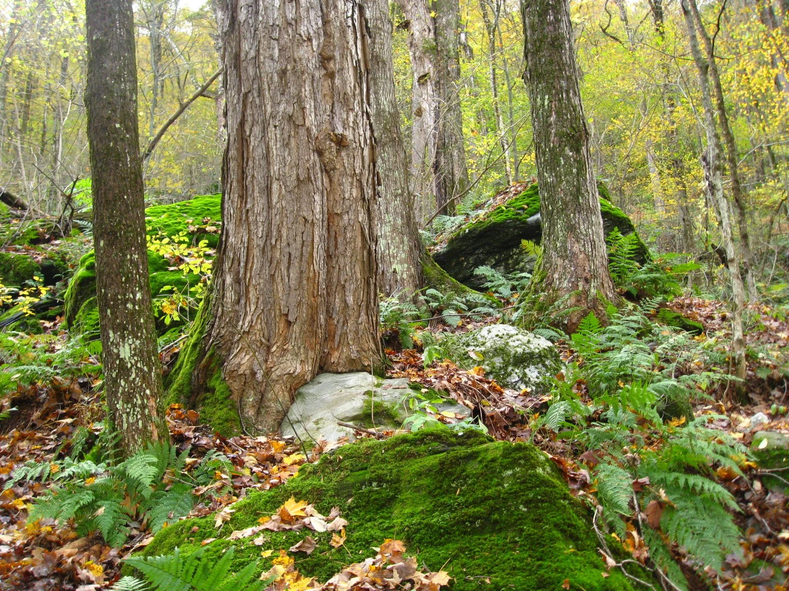 Why I Believe in the Old-Growth Forest Network — Old-Growth Forest Network