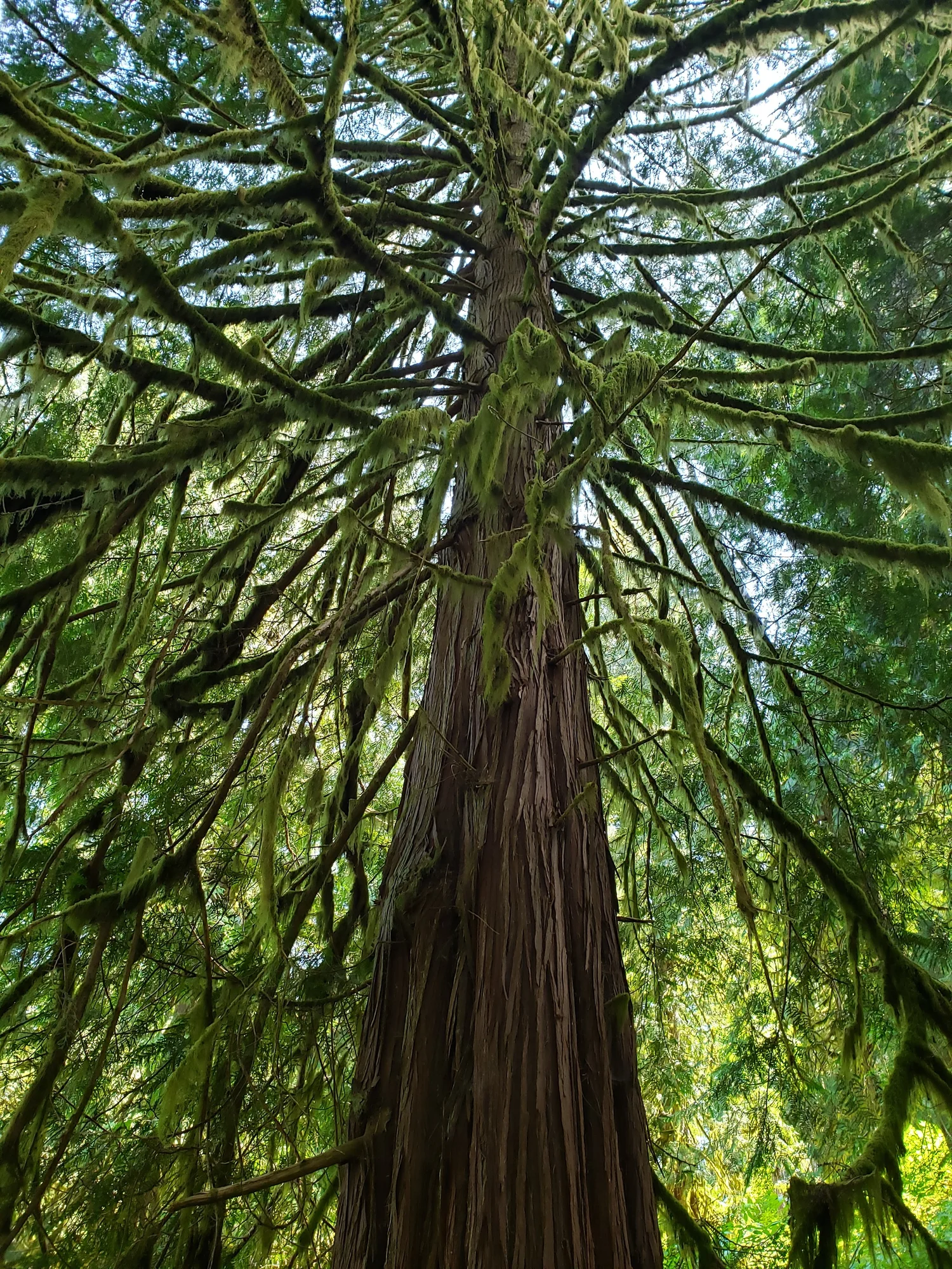 Drift Creek Wilderness - Siuslaw National Forest — Old-Growth Forest ...