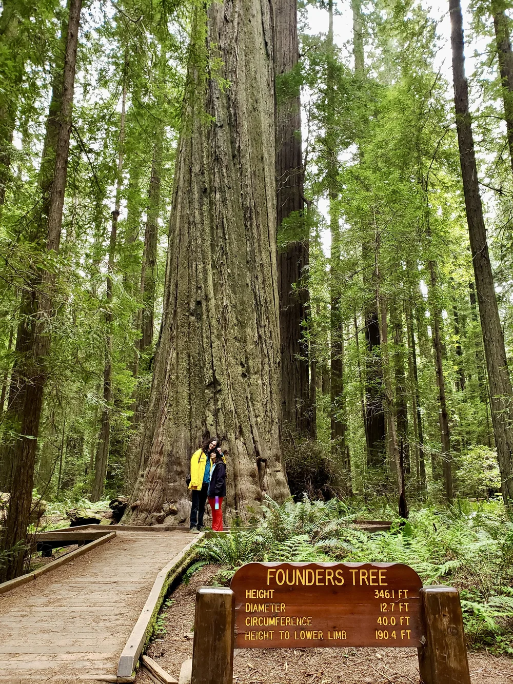 Rockefeller Forest - Humboldt Redwoods State Park — Old-Growth Forest ...
