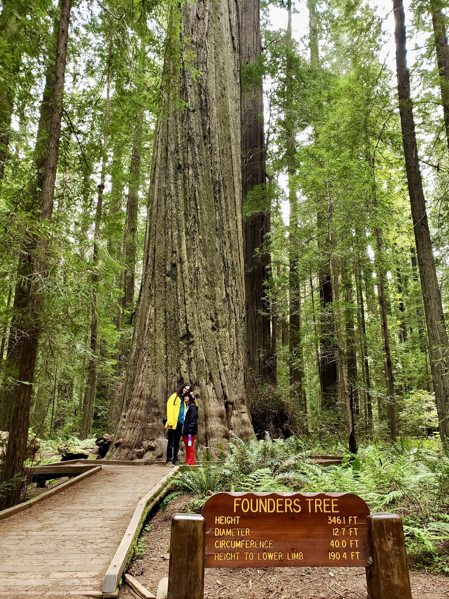 Rockefeller Forest - Humboldt Redwoods State Park — Old-Growth Forest ...