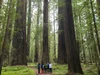 Rockefeller Forest - Humboldt Redwoods State Park — Old-Growth Forest ...