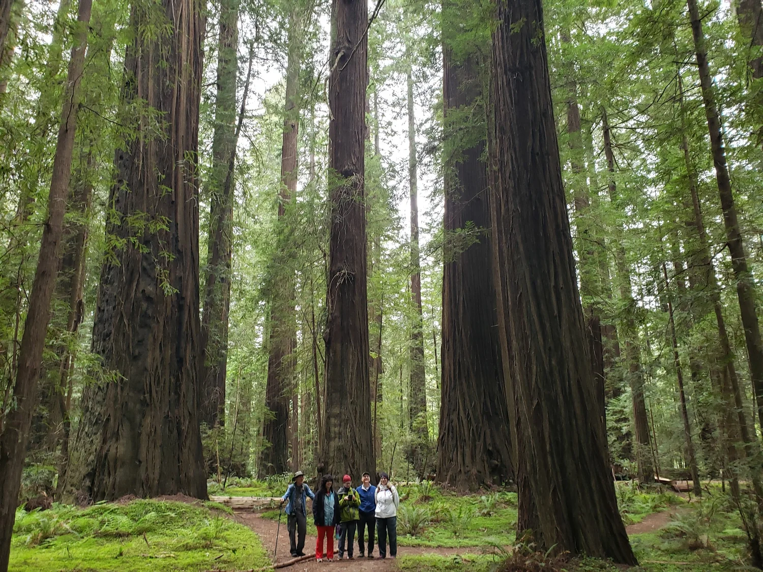 Rockefeller Forest - Humboldt Redwoods State Park — Old-Growth Forest ...