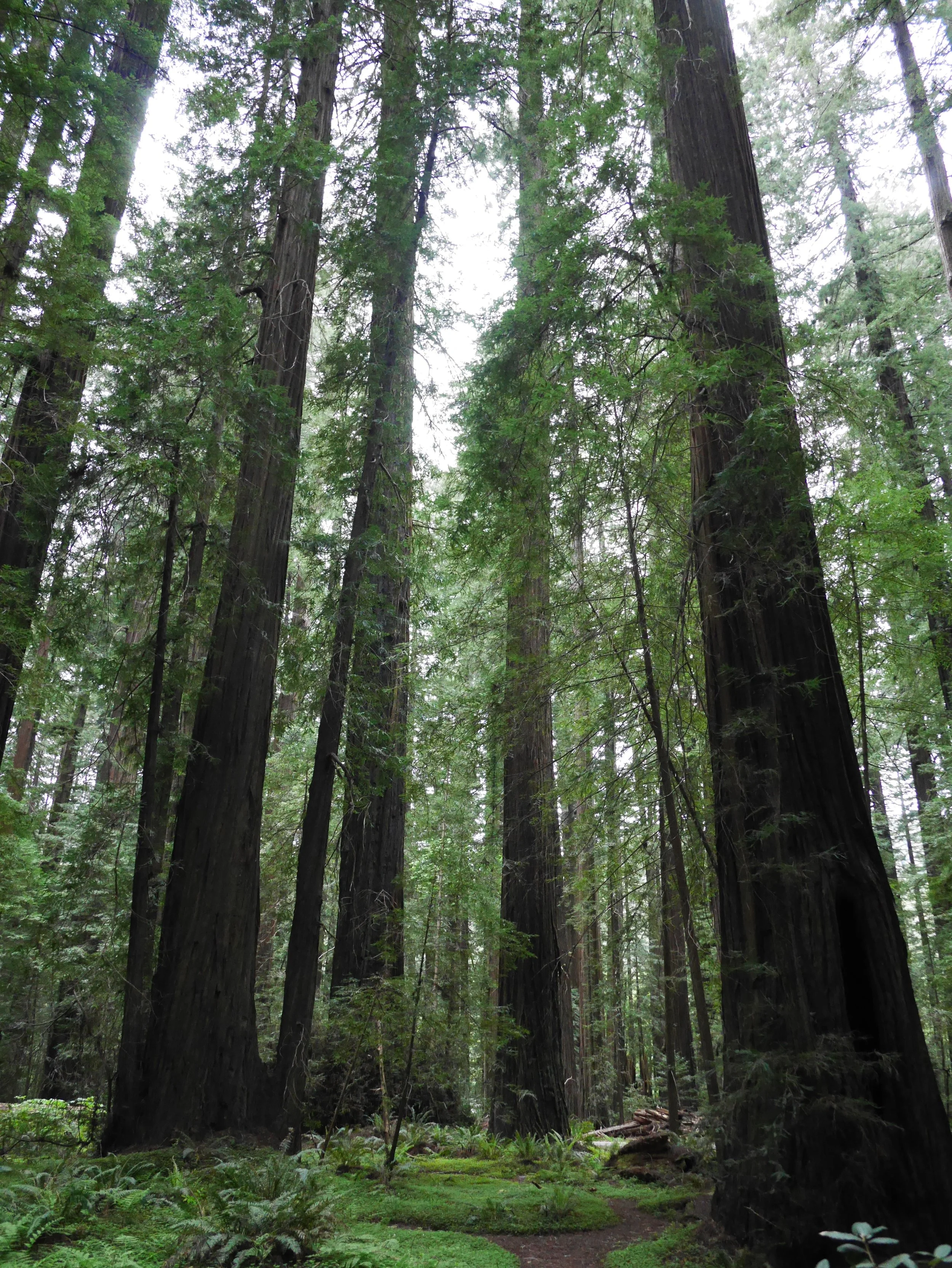 Rockefeller Forest - Humboldt Redwoods State Park — Old-Growth Forest ...