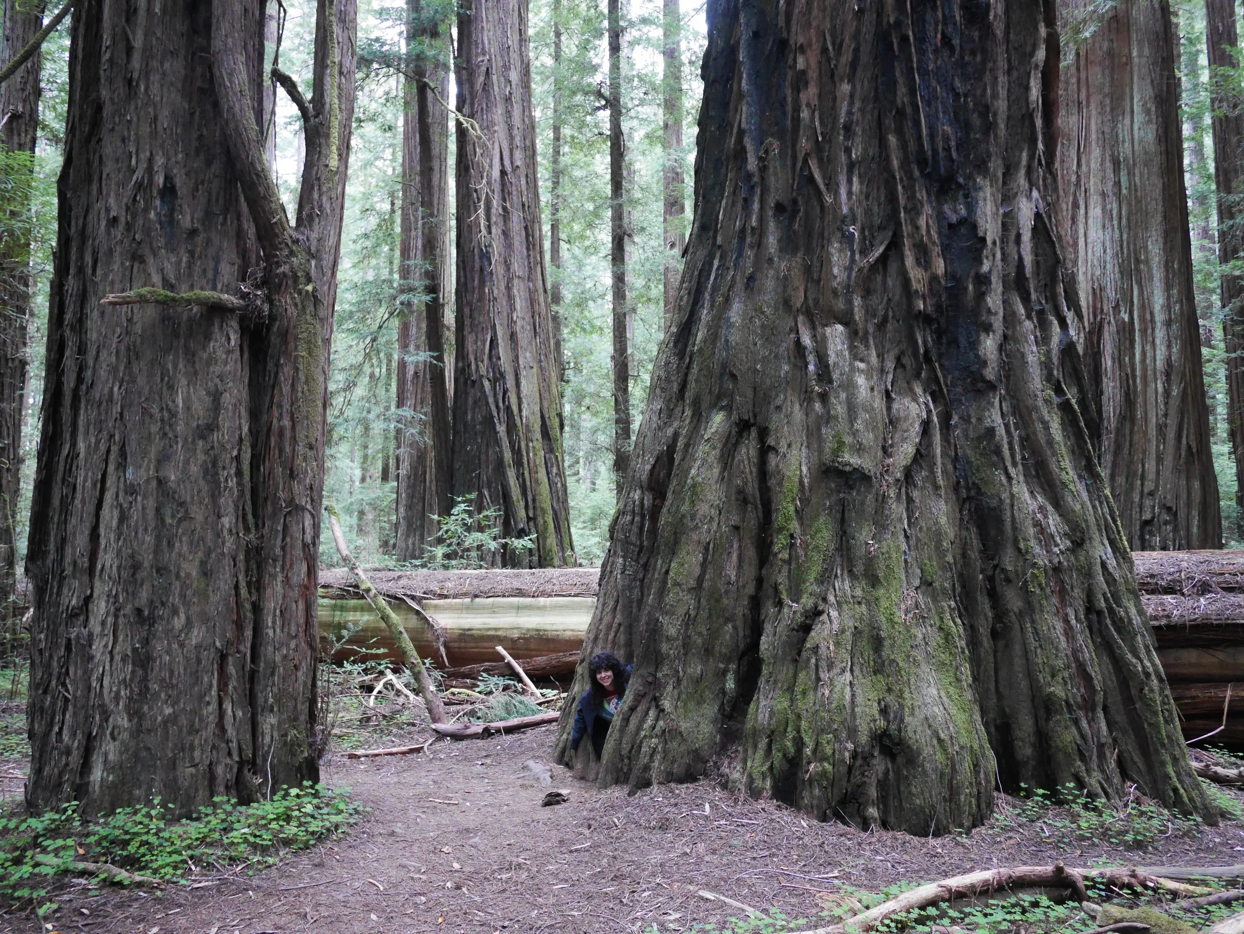 Rockefeller Forest - Humboldt Redwoods State Park — Old-Growth Forest ...
