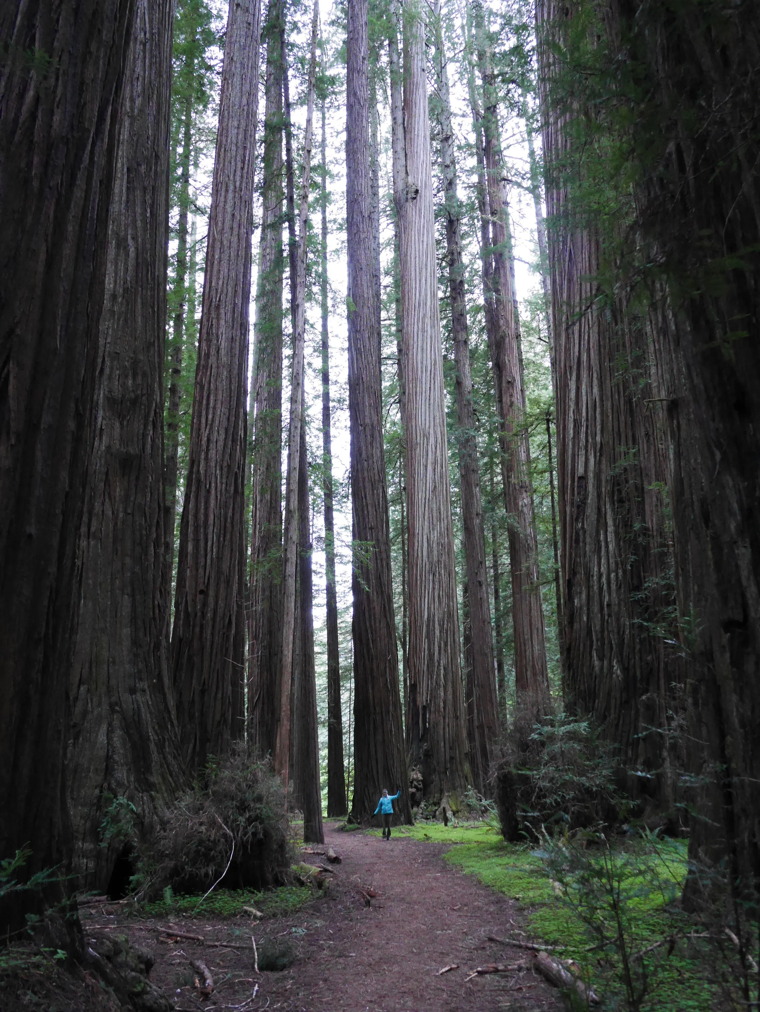Rockefeller Forest - Humboldt Redwoods State Park — Old-Growth Forest ...