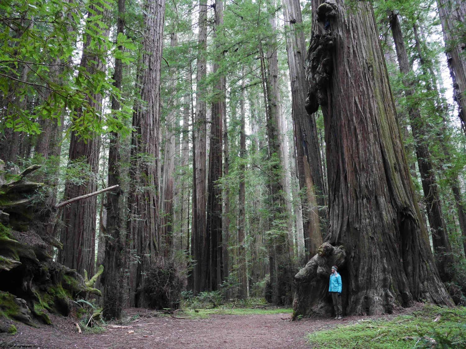 Rockefeller Forest - Humboldt Redwoods State Park — Old-Growth Forest ...