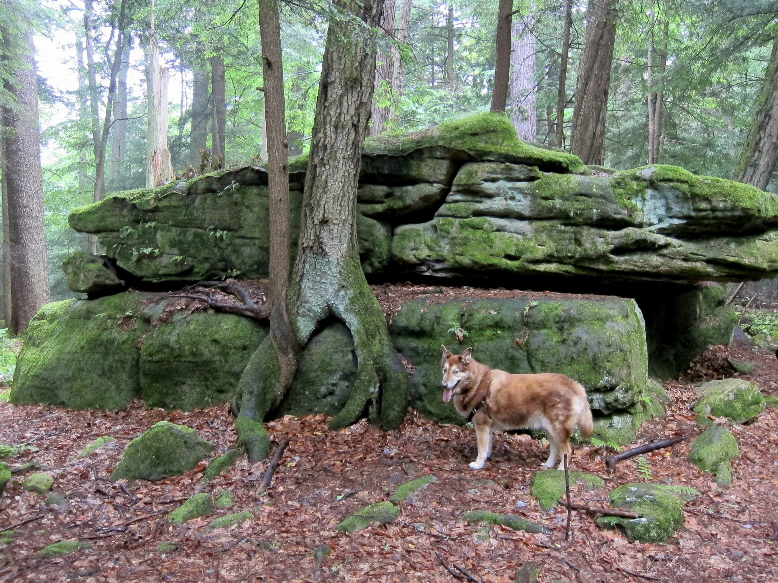 Cook Trail - Cook Forest State Park — Old-Growth Forest Network