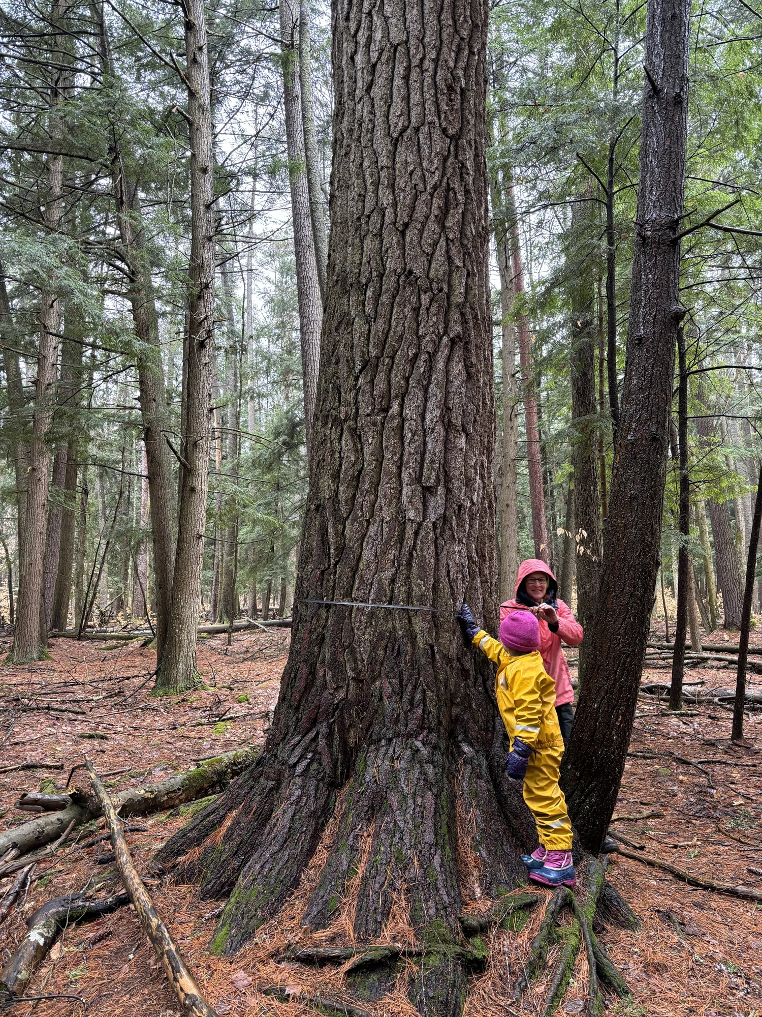Hartwick Pines State Park — Old-Growth Forest Network