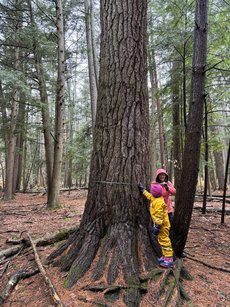 Hartwick Pines State Park — Old-Growth Forest Network
