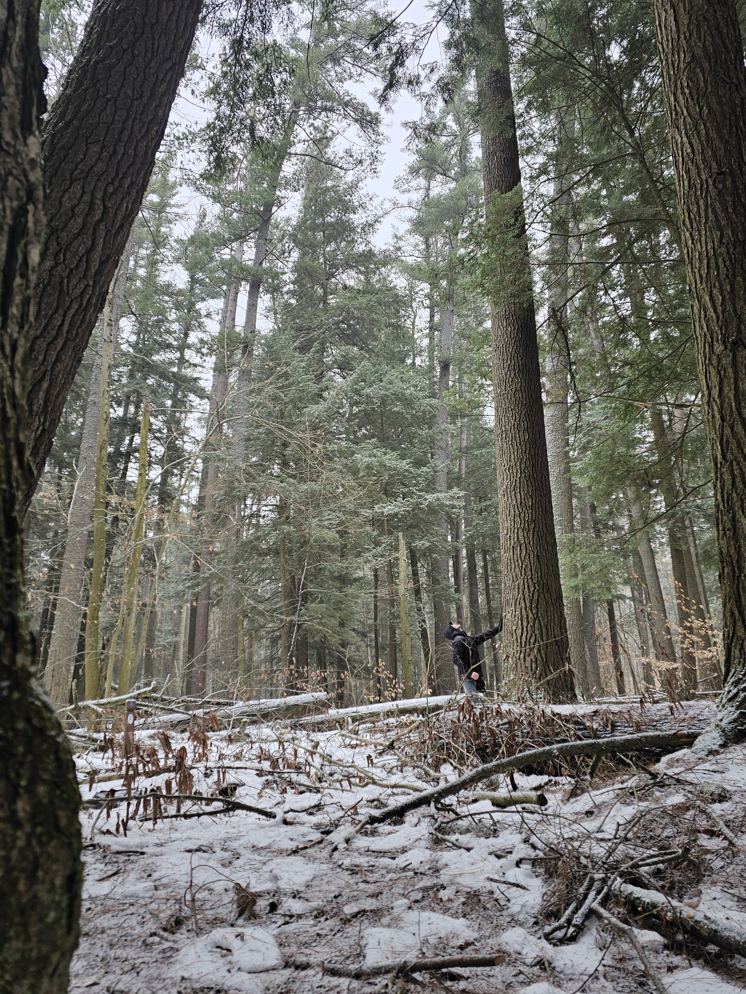 Hartwick Pines State Park — Old-Growth Forest Network