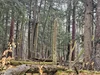 Hartwick Pines State Park — Old-Growth Forest Network