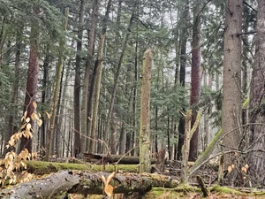 Hartwick Pines State Park — Old-Growth Forest Network