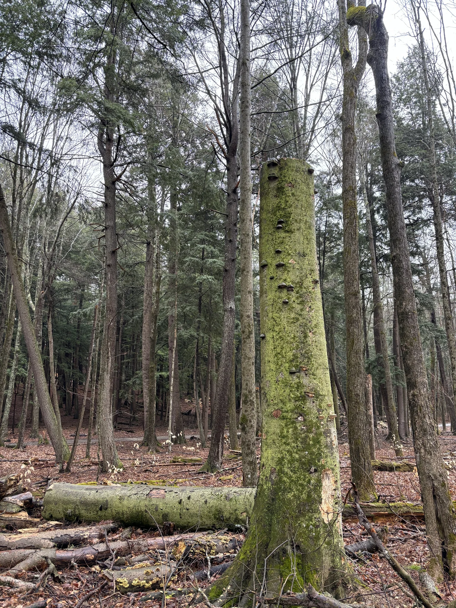 Hartwick Pines State Park — Old-Growth Forest Network