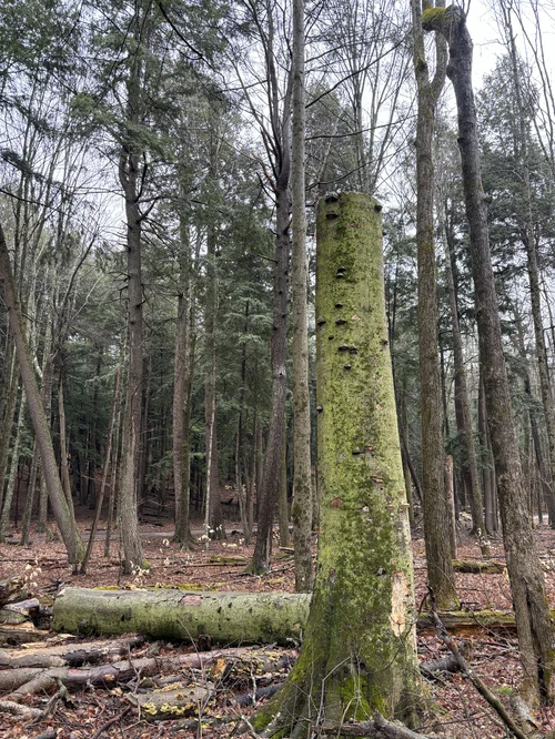 Hartwick Pines State Park — Old-Growth Forest Network