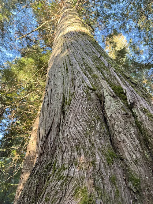Ross Creek Cedars Scenic Area — Old-Growth Forest Network